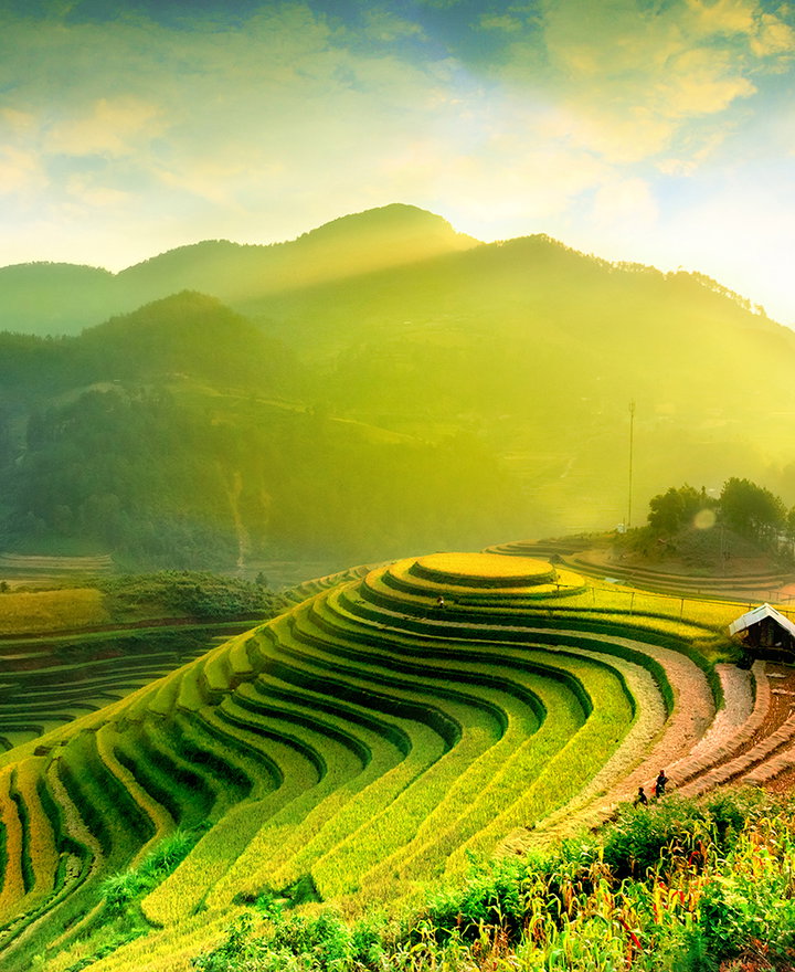 Rice Price: Charts, Forecasts & News - FocusEconomics