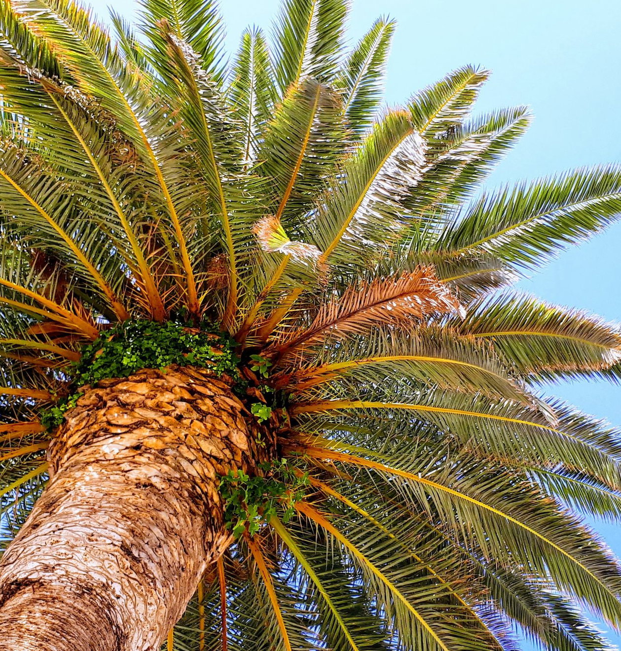 Palm Oil Price: Charts, Forecasts & News - FocusEconomics