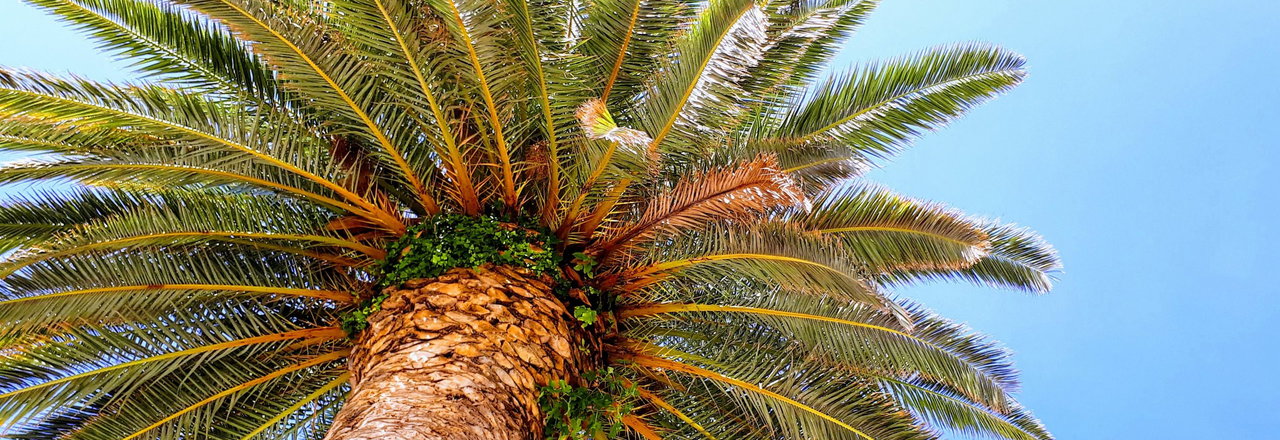 Palm Oil Price: Charts, Forecasts & News - FocusEconomics