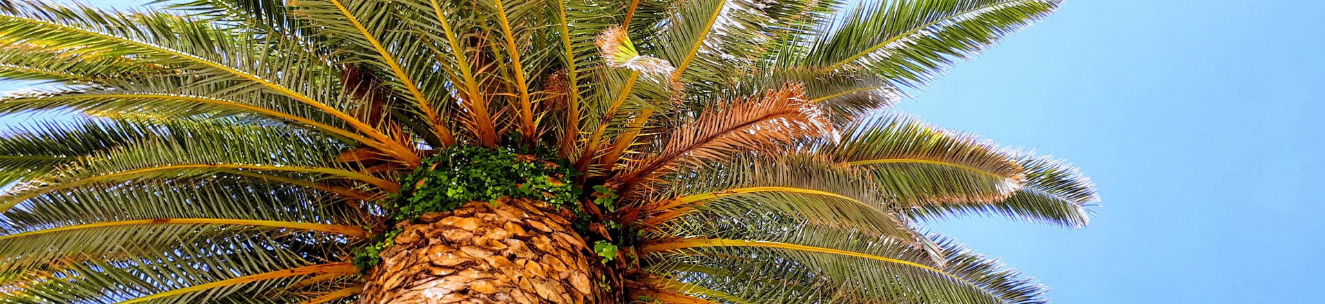 Palm Oil Price: Charts, Forecasts & News - FocusEconomics